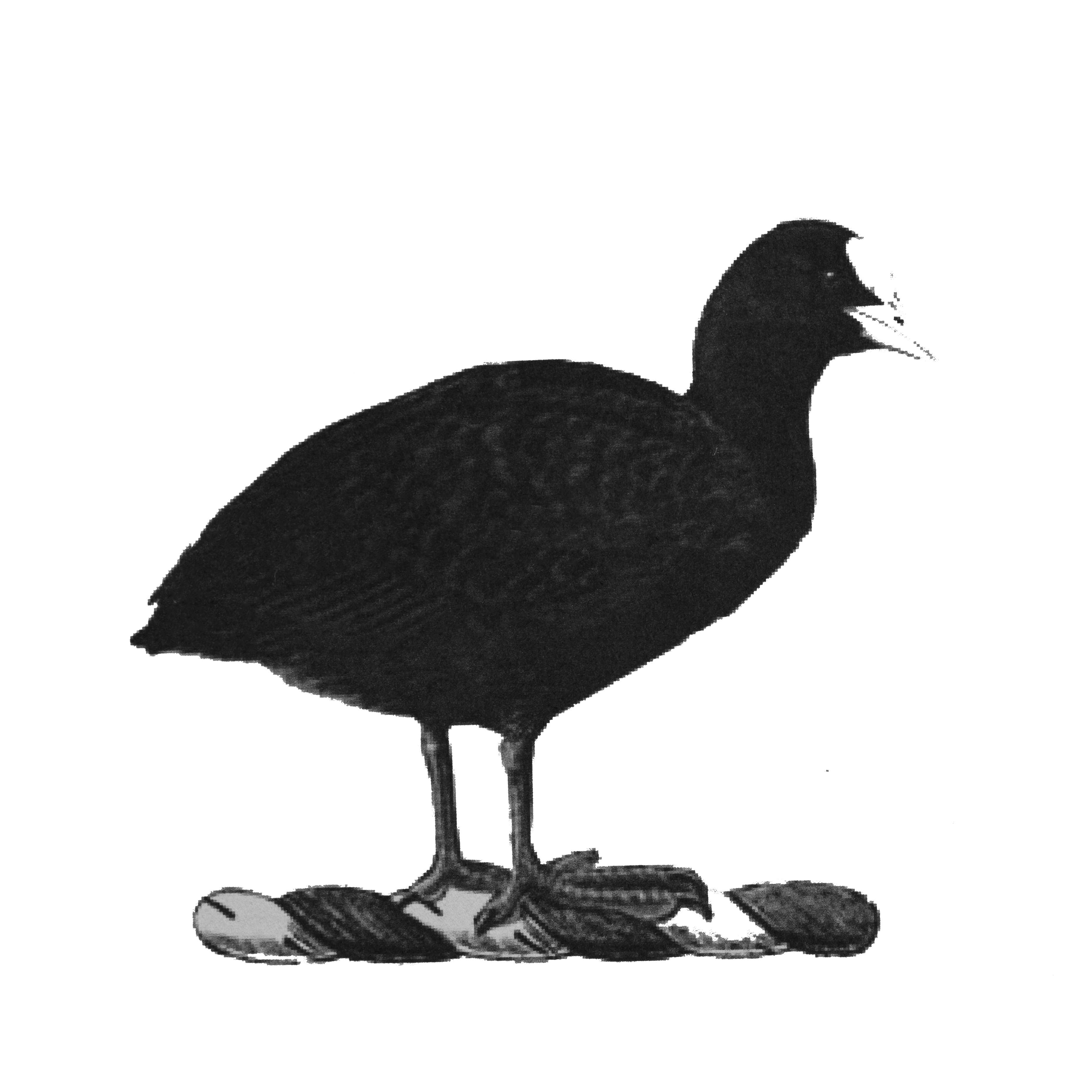 coot logo i – a small forest garden