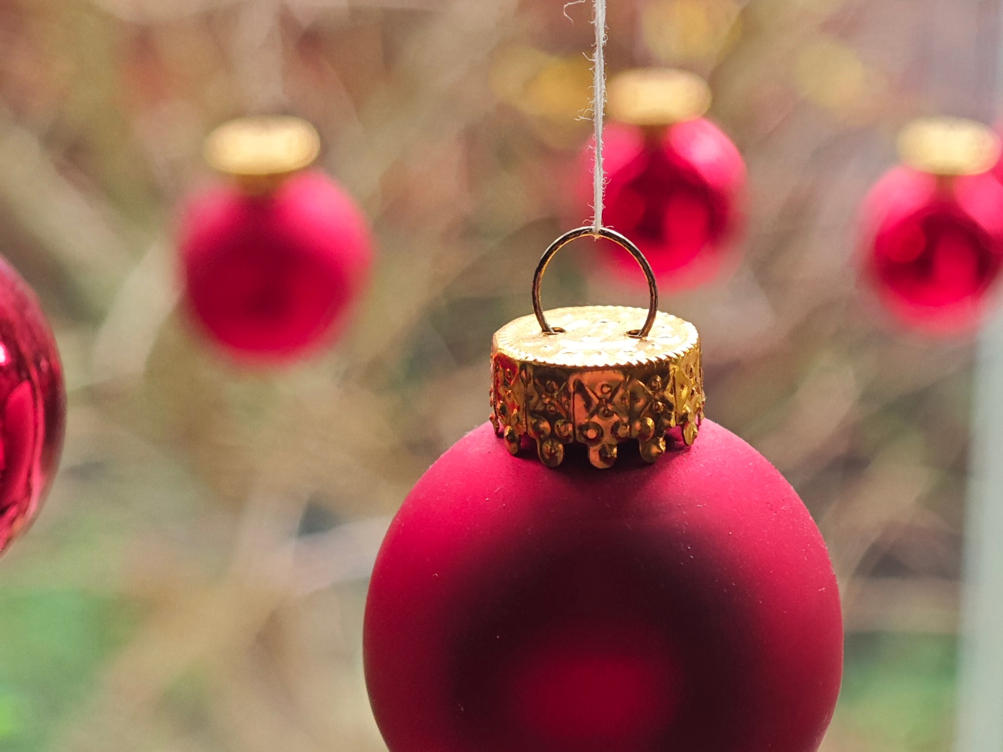 Boxing Day – a small forest garden