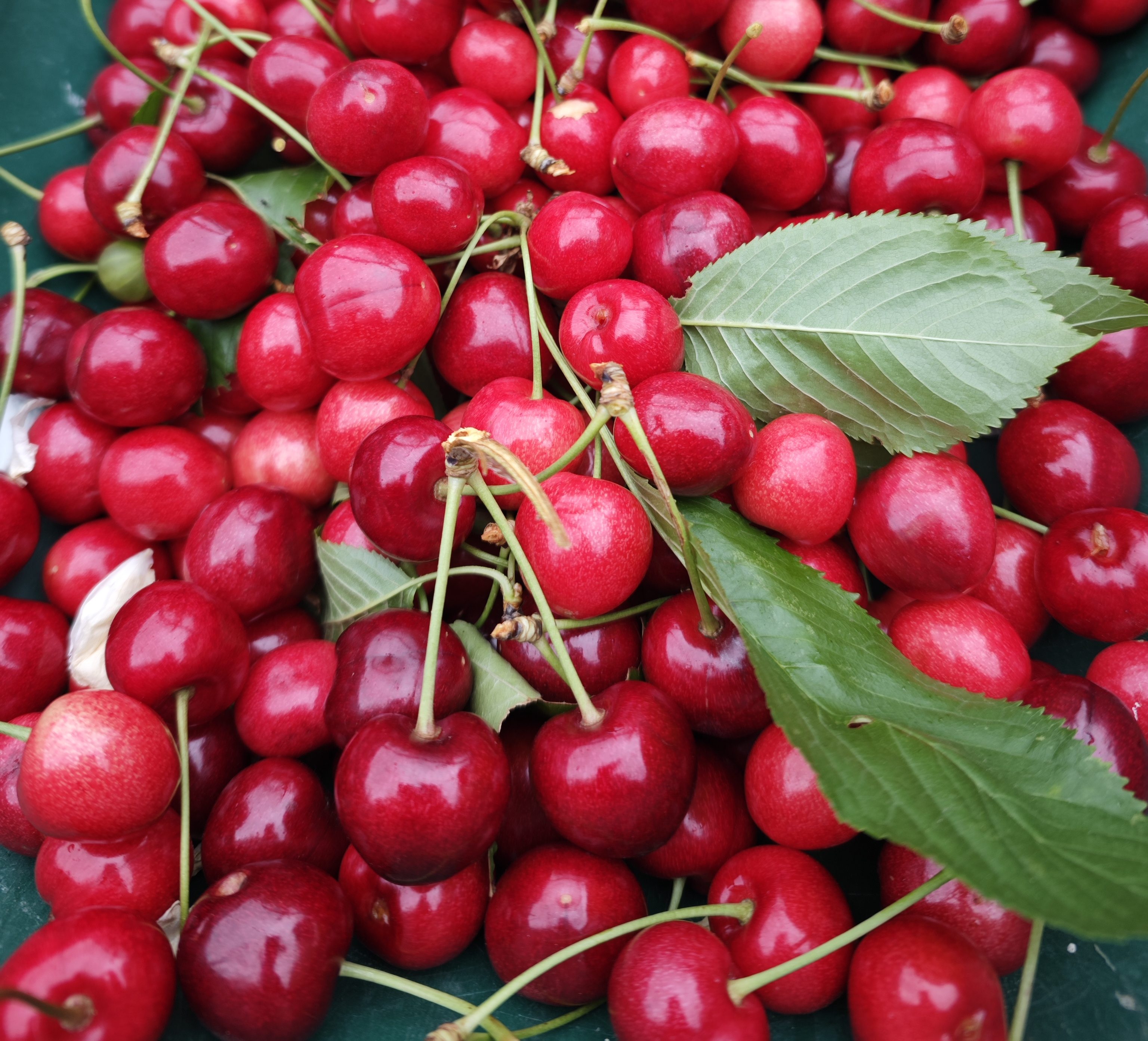 Cherry Pie – a small forest garden